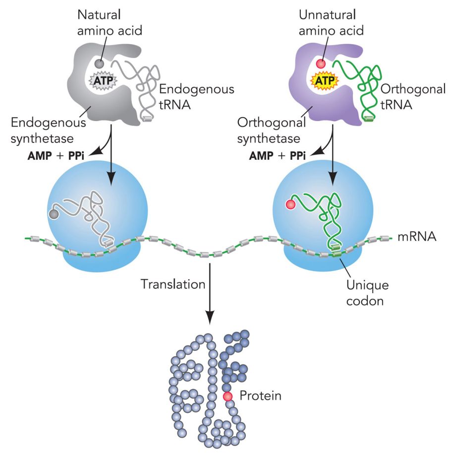 Expansion of the genetic code · Wang Lab · UCSF